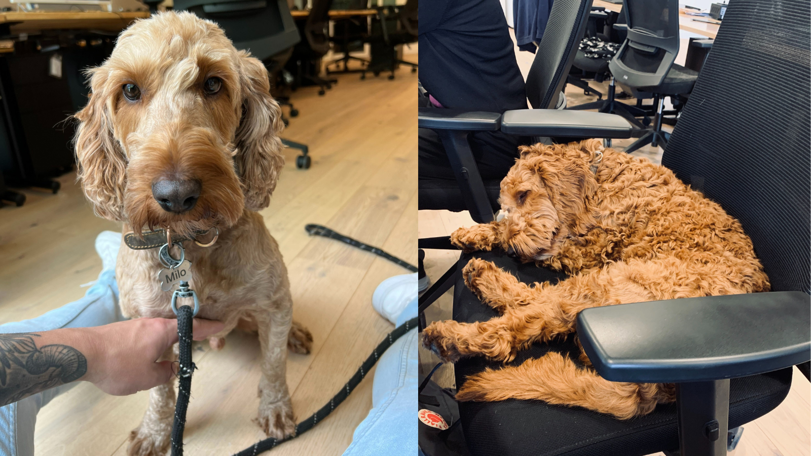 Meet the Team - U.S. Managing Director Zoe Newman | Capital on Tap